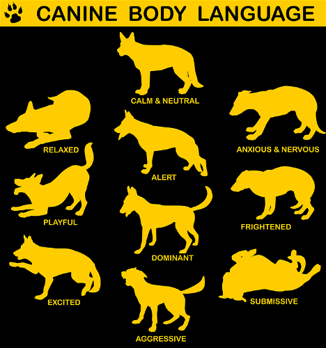How To Interpret Your Dog's Body Language - Chelsea Dogs Blog