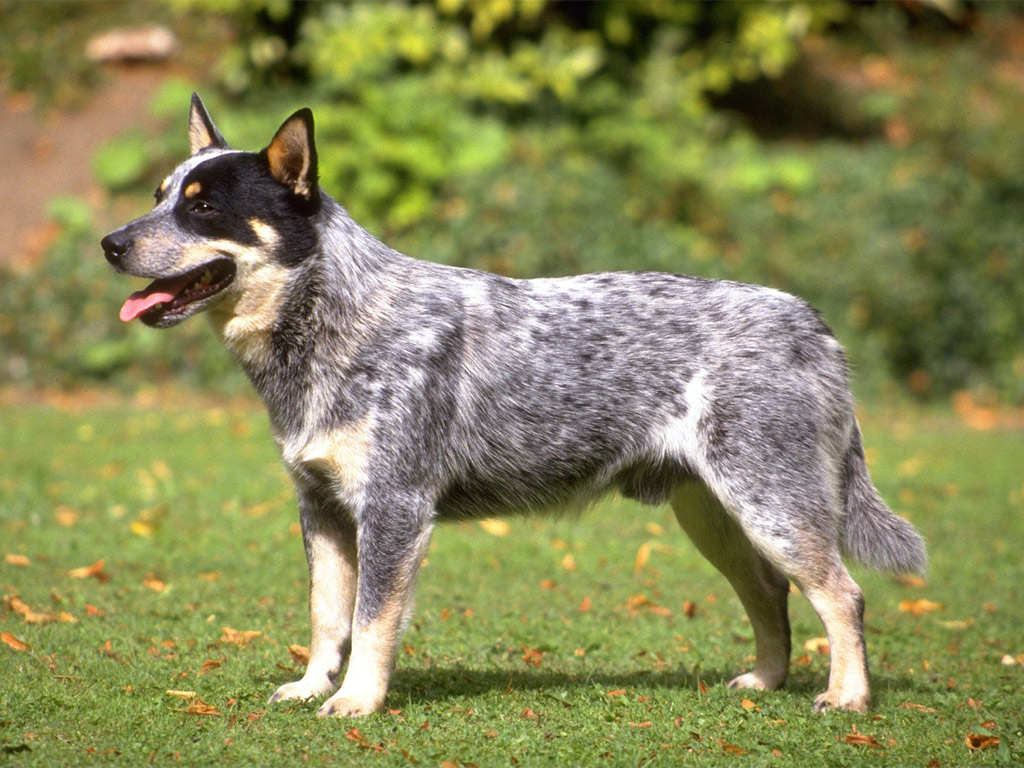 Top 10 Smartest Dog Breeds - Chelsea Dogs Blog