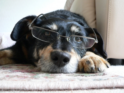 10 Dogs That Look Like Humans - Chelsea Dogs Blog