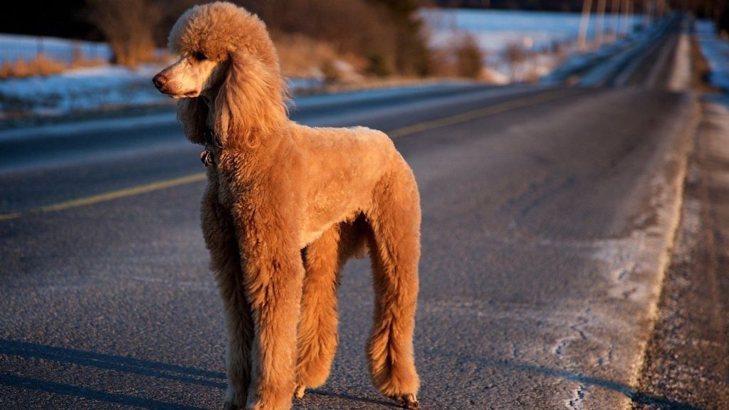 Top 10 Smartest Dog Breeds - Chelsea Dogs Blog