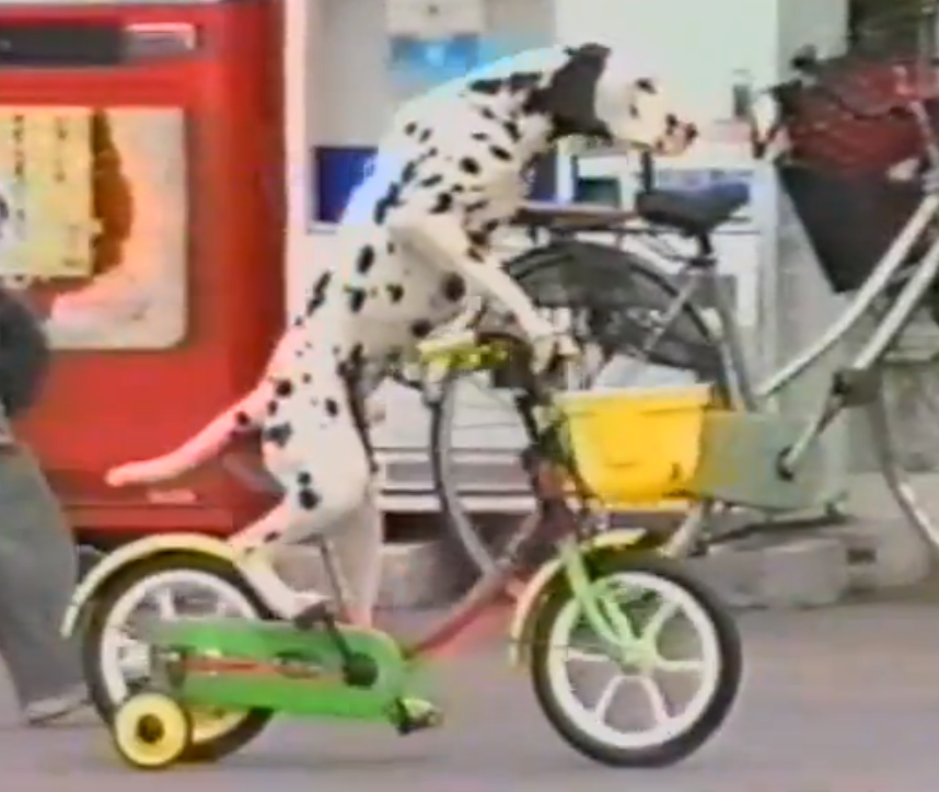Dalmatian Dog Riding A Tricycle - Chelsea Dogs Blog