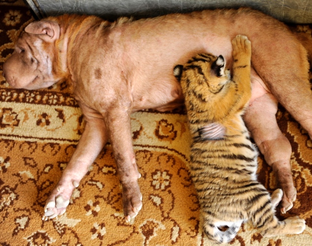 Dogs Caring For Other Animals - Chelsea Dogs Blog