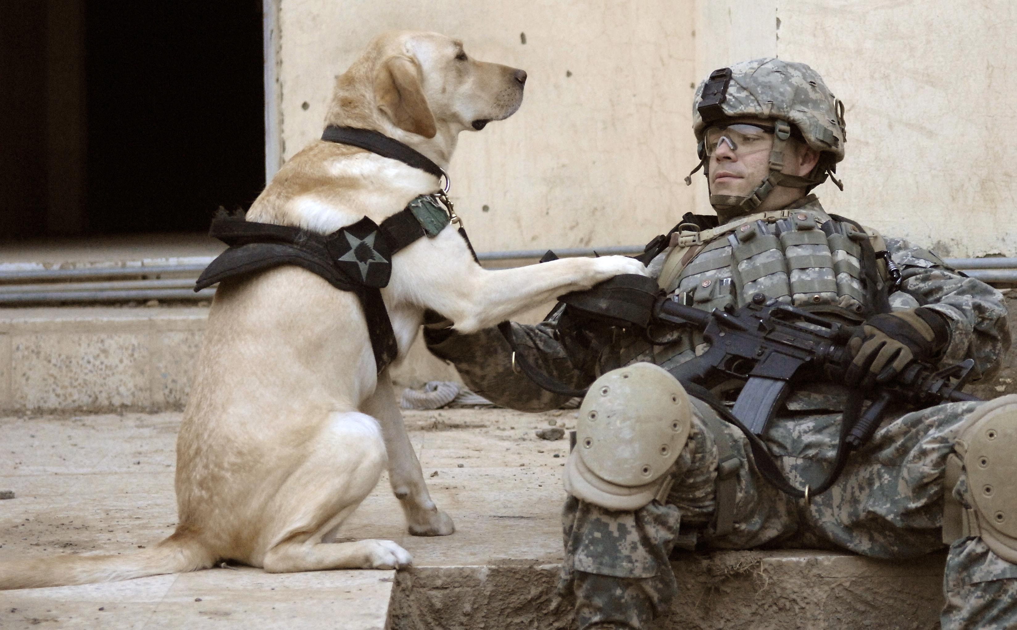 Top 10 Army Dogs