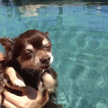 The 25 Best Dog GIFS of 2013 - Chelsea Dogs Blog