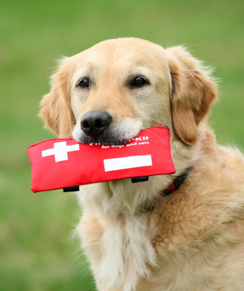 A First-aid kit for your dog | Canine First Aid