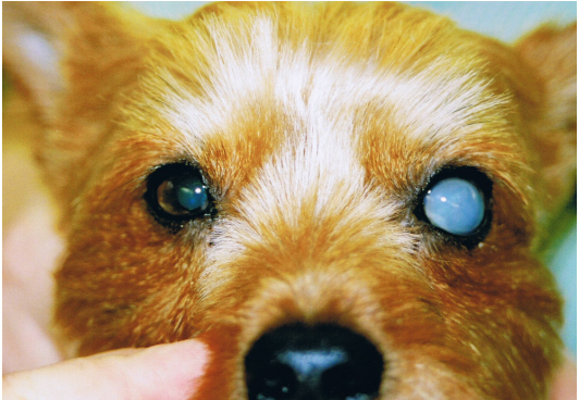 Lens Luxation In Dogs | Canine Health