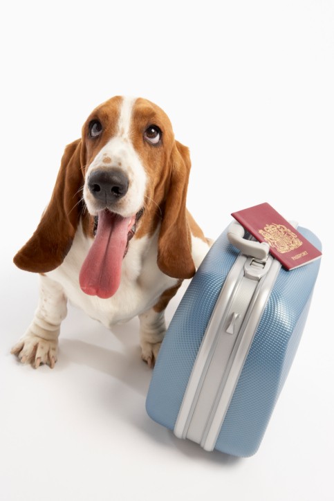 Dog Travel | Road Trips With Your Dog - Chelsea Dogs Blog