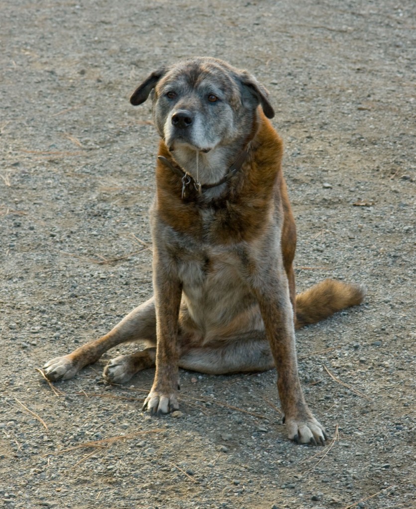 10 Ways To Help Your Dog With Arthritis - Chelsea Dogs Blog