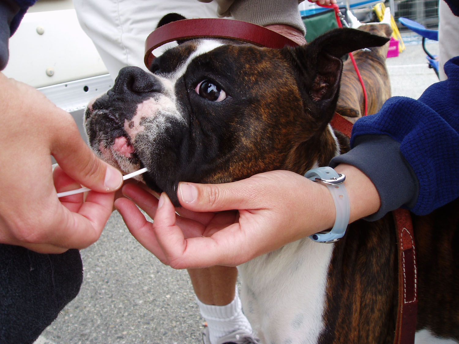 101: Drug Sensitivity | Dog Gene Mutation - Chelsea Dogs Blog