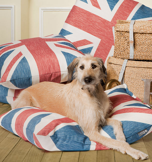 Best Beds For Greyhounds - Chelsea Dogs Blog