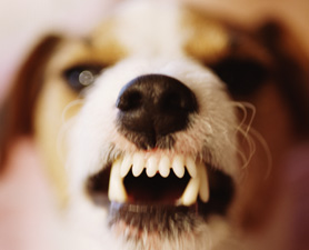 How To Stop Your Dog From Growling And Snapping - Chelsea Dogs Blog