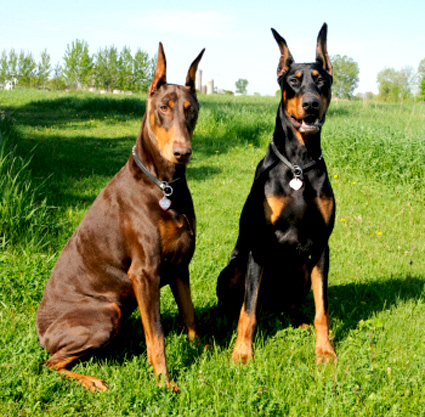 Breed spotlight on: Doberman - Chelsea Dogs Blog
