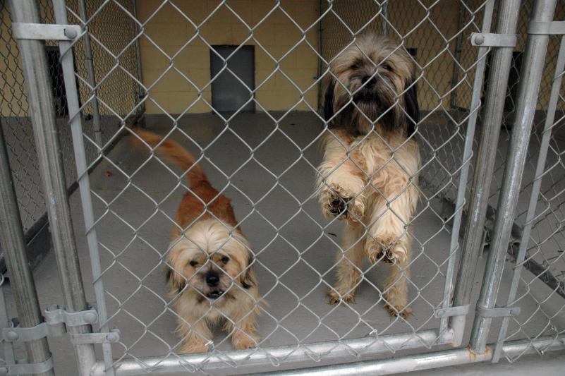 Five UK dog rescue centres where you could find your next pet - Chelsea ...