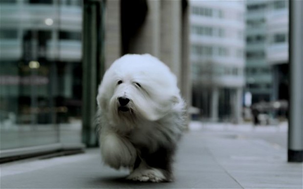 Breed spotlight on: Old English Sheepdog - Chelsea Dogs Blog