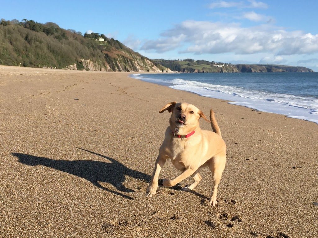 Dog Friendly Beaches in Devon - Chelsea Dogs Blog
