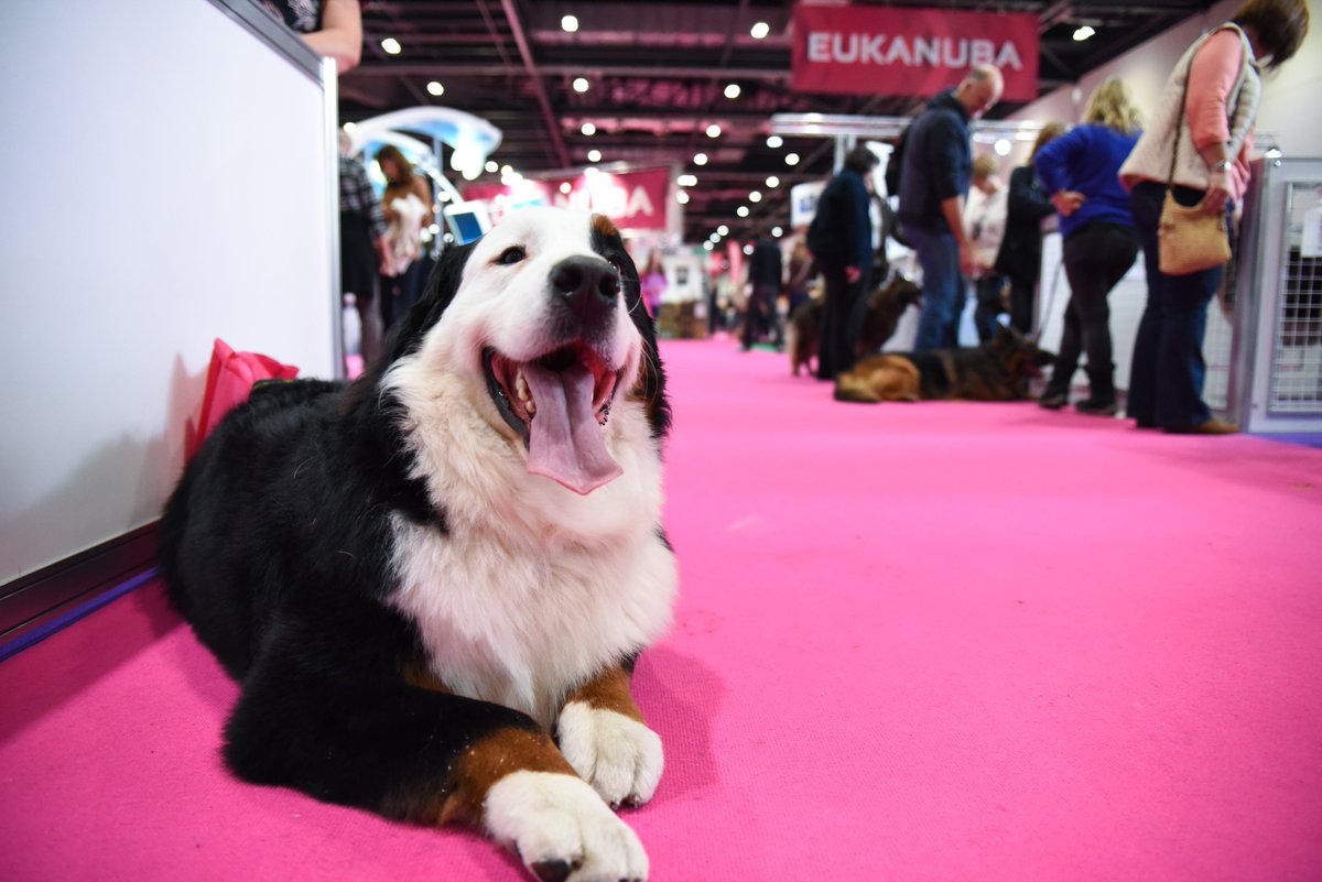 Discover Dogs Pet Show | London's Largest Dog Event - Chelsea Dogs Blog