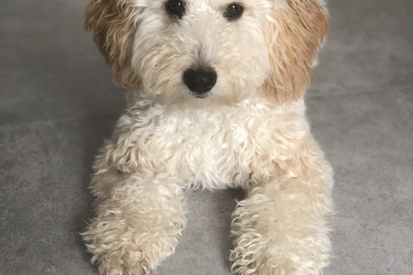 Identibase - How To Check Your Dog's Microchip Details - Chelsea Dogs Blog