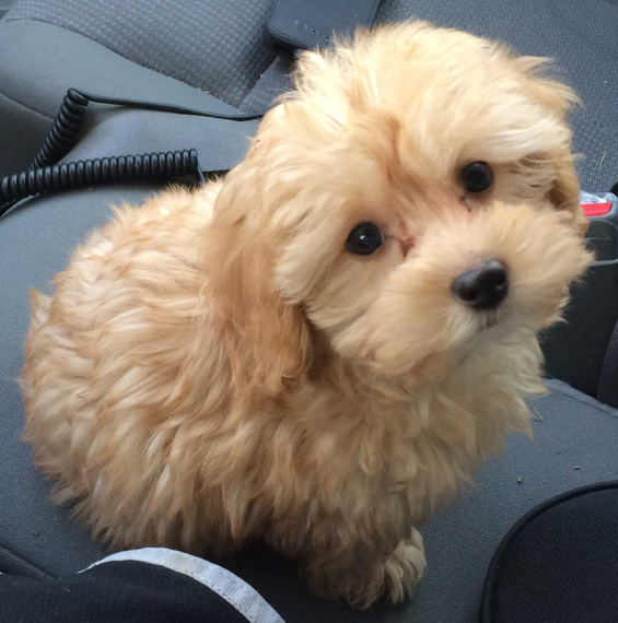 Yorkipoo | Breed 101 - Chelsea Dogs Blog