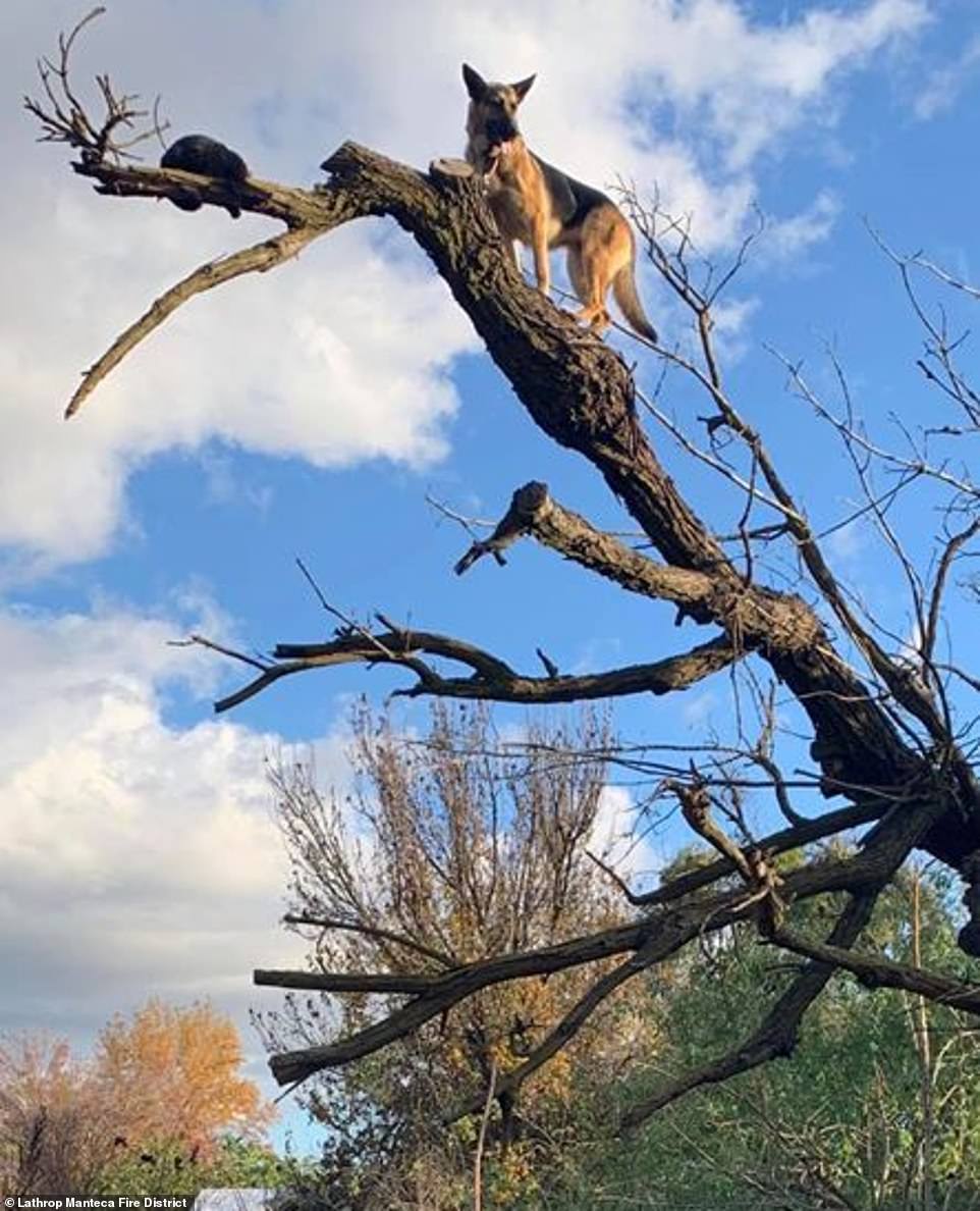 German Shepherd Gets Stuck in Tree - Chelsea Dogs Blog