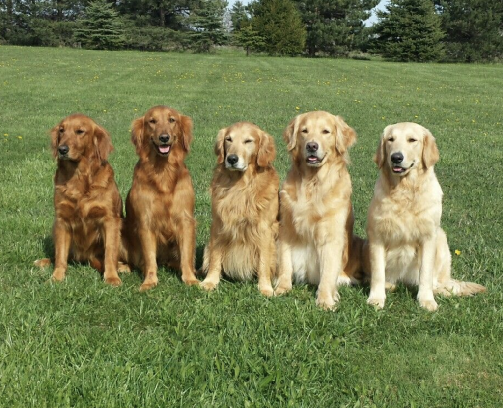 Breed overview - The Golden Retriever - Chelsea Dogs Blog