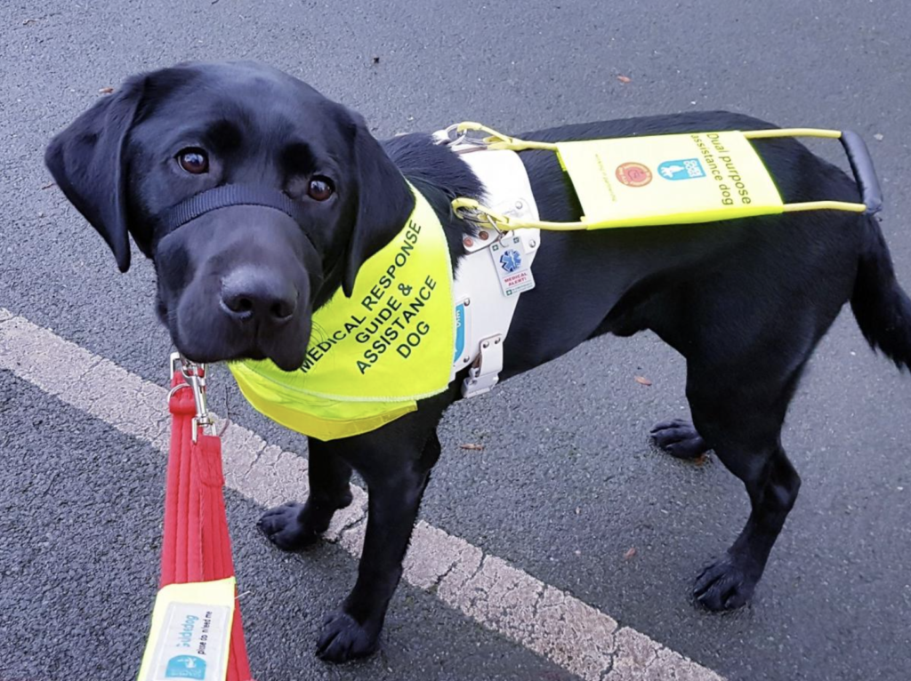 Assistance dogs – What are they? - Chelsea Dogs Blog