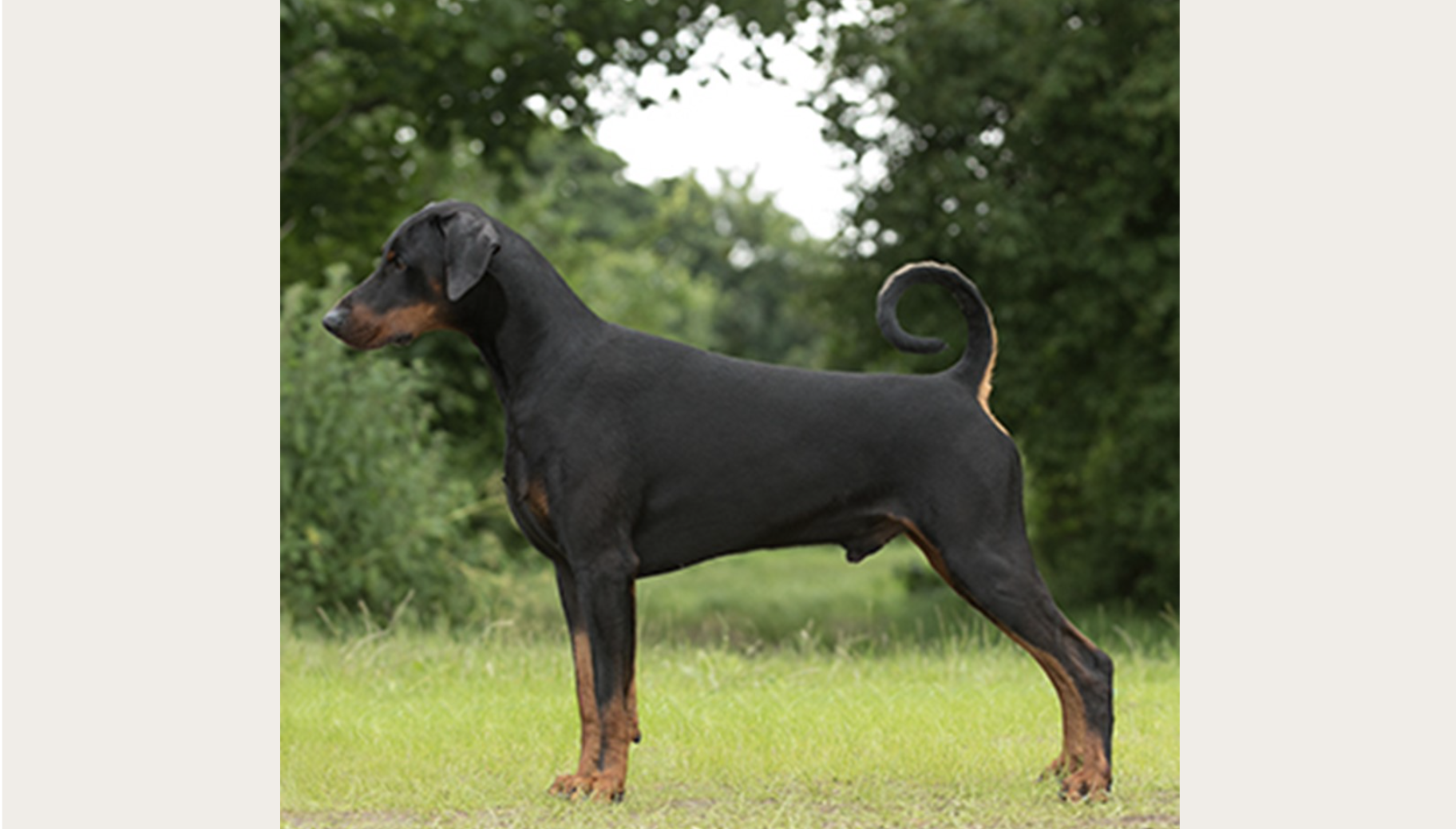 Breed overview the Doberman - Chelsea Dogs Blog