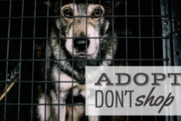 Identibase - How To Check Your Dog's Microchip Details - Chelsea Dogs Blog