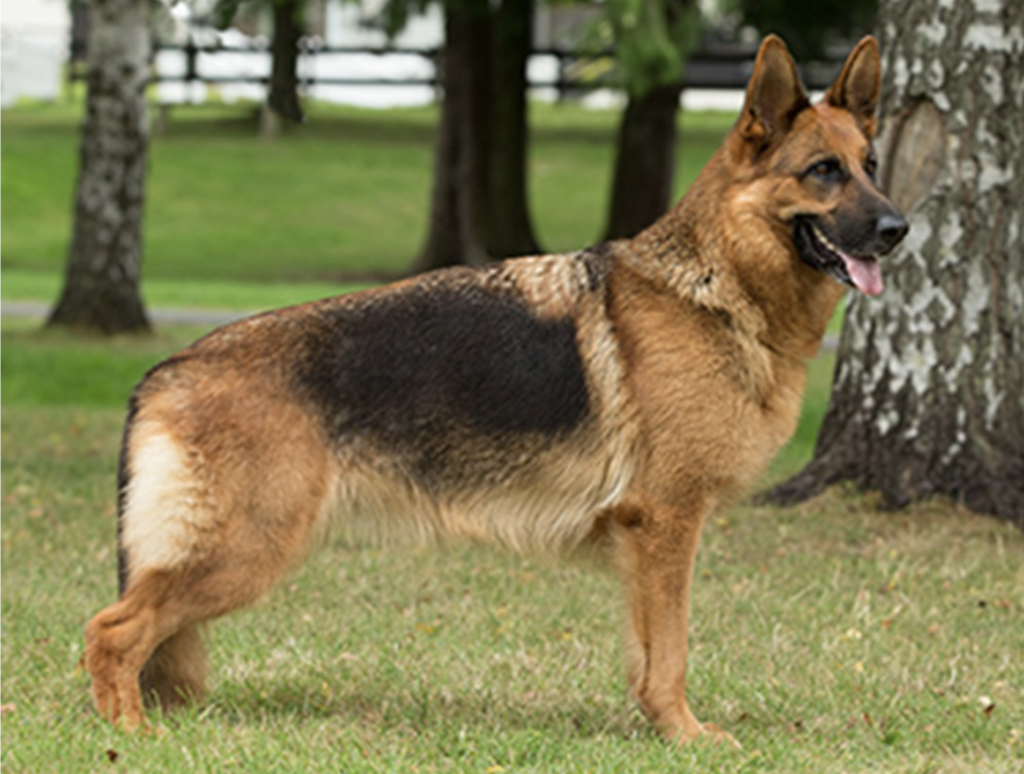 Breed overview the German Shepherd - Chelsea Dogs Blog