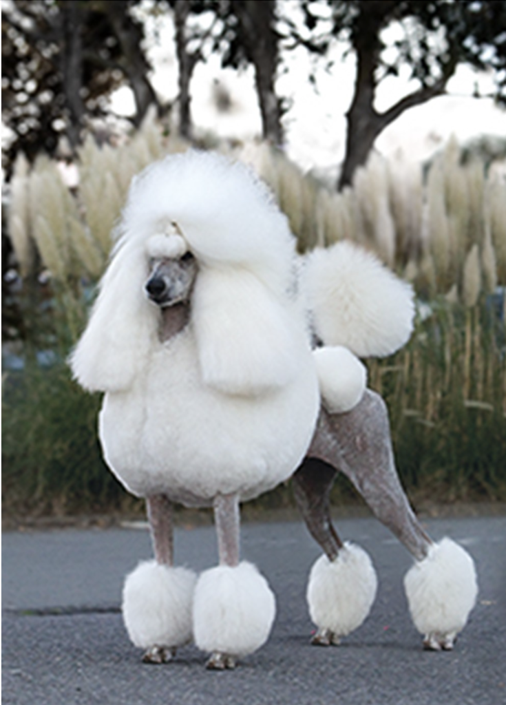 Breed overview the Standard poodle - Chelsea Dogs Blog