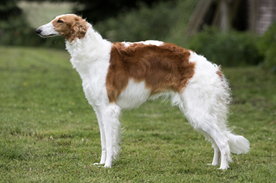 Breed profile the Borzoi - Chelsea Dogs Blog - Dog Breeds