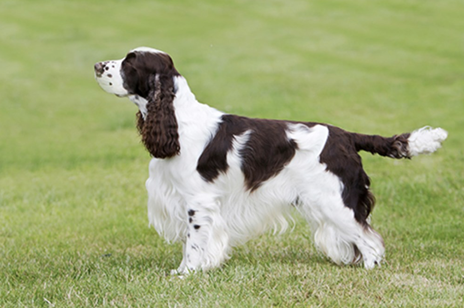 Breed overview the Springer spaniel - Chelsea Dogs Blog