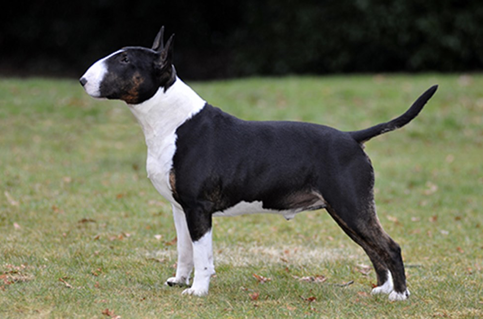 Breed overview the Bull Terrier - Chelsea Dogs Blog