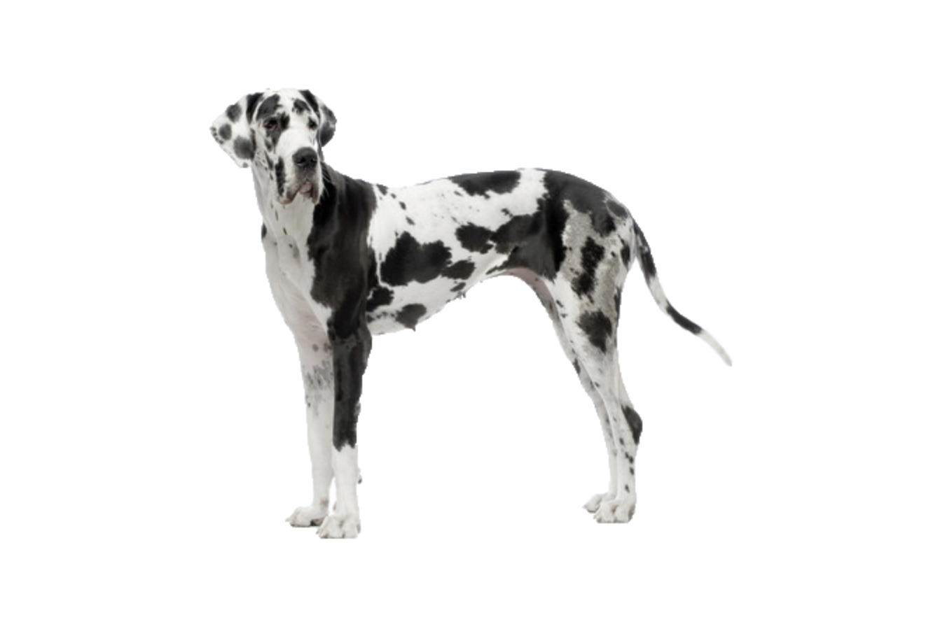 Breed profile the Great Dane - Chelsea Dogs Blog