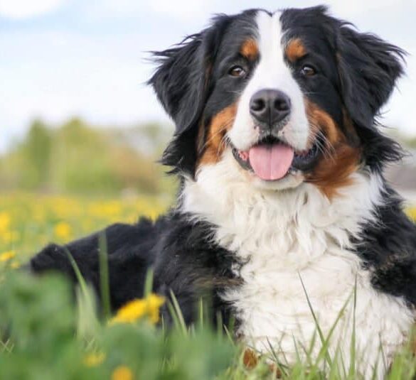 Chelsea Dogs Blog | Chelsea Dogs