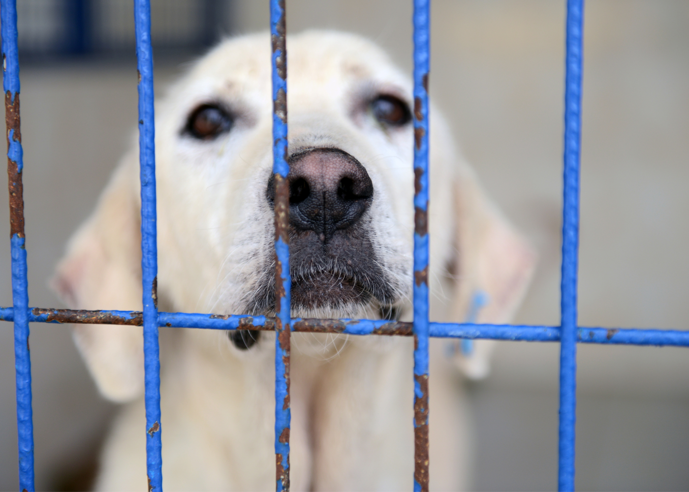 Help Dogs Caught Up In The Ukraine War - Chelsea Dogs Blog