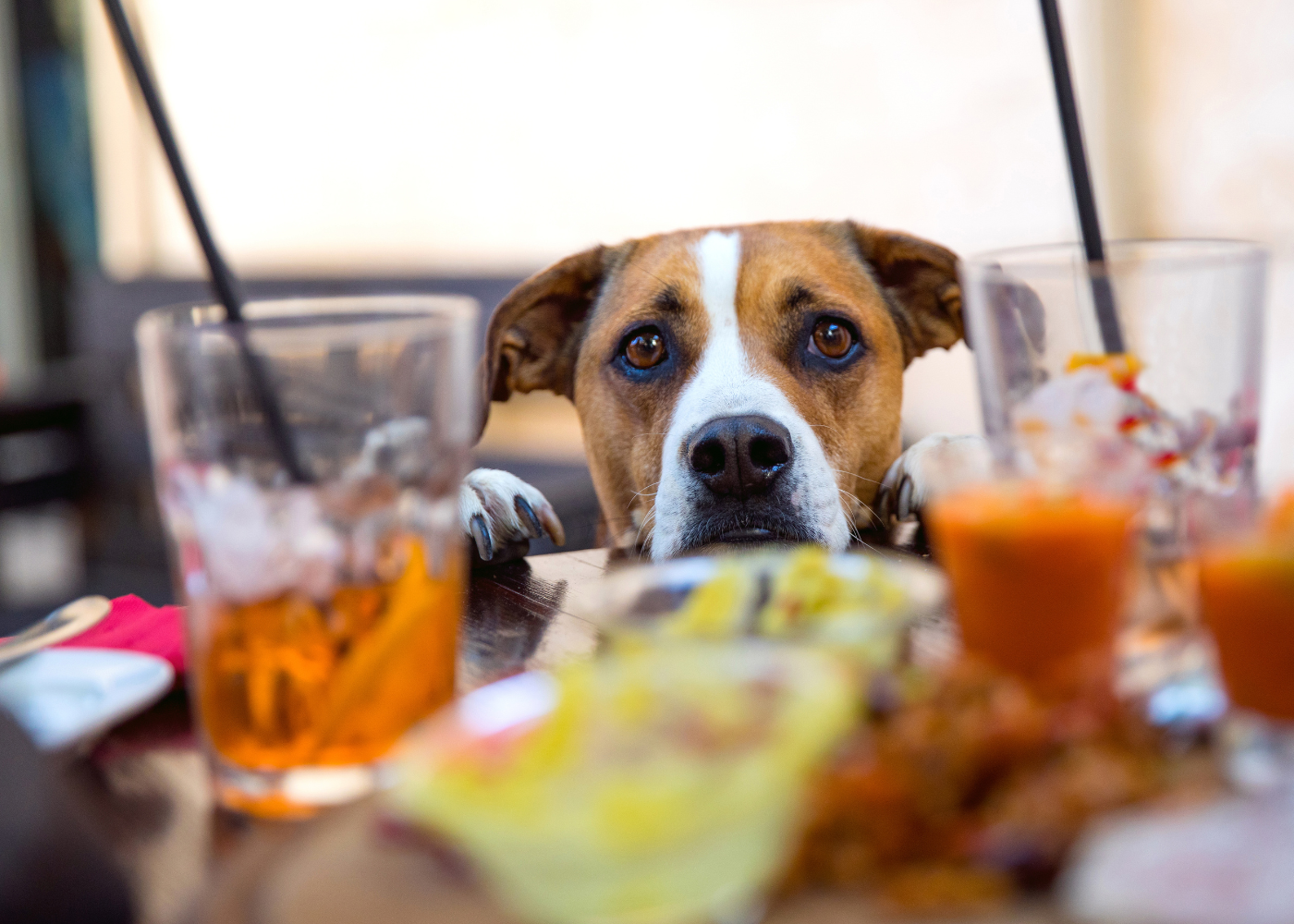 Pet Friendly UK Hotels and Pubs 2023 - Chelsea Dogs Blog